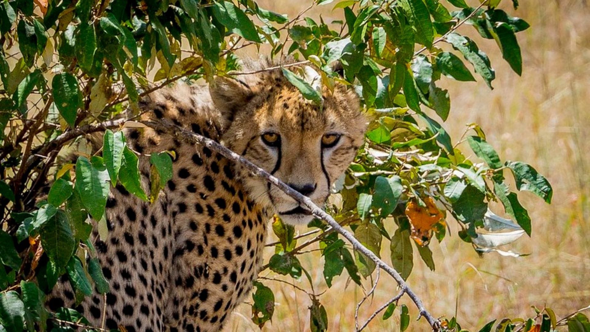 10+ Best Safari Parks in Kenya