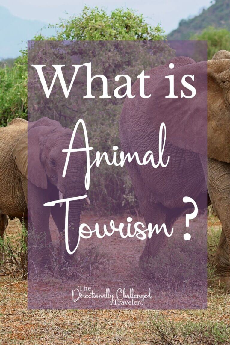 What is Animal Tourism? - Directionally Challenged Traveler