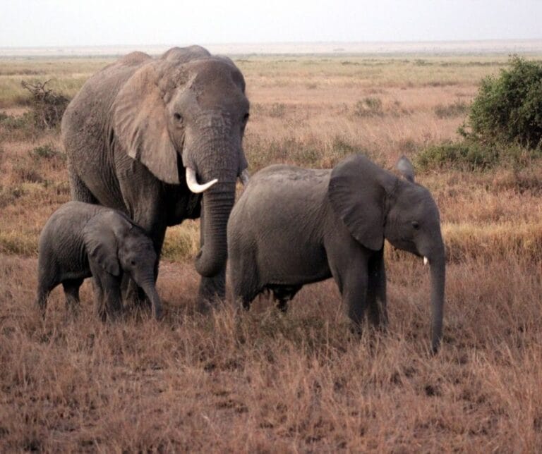 10 Cruel Animal Encounters to Avoid