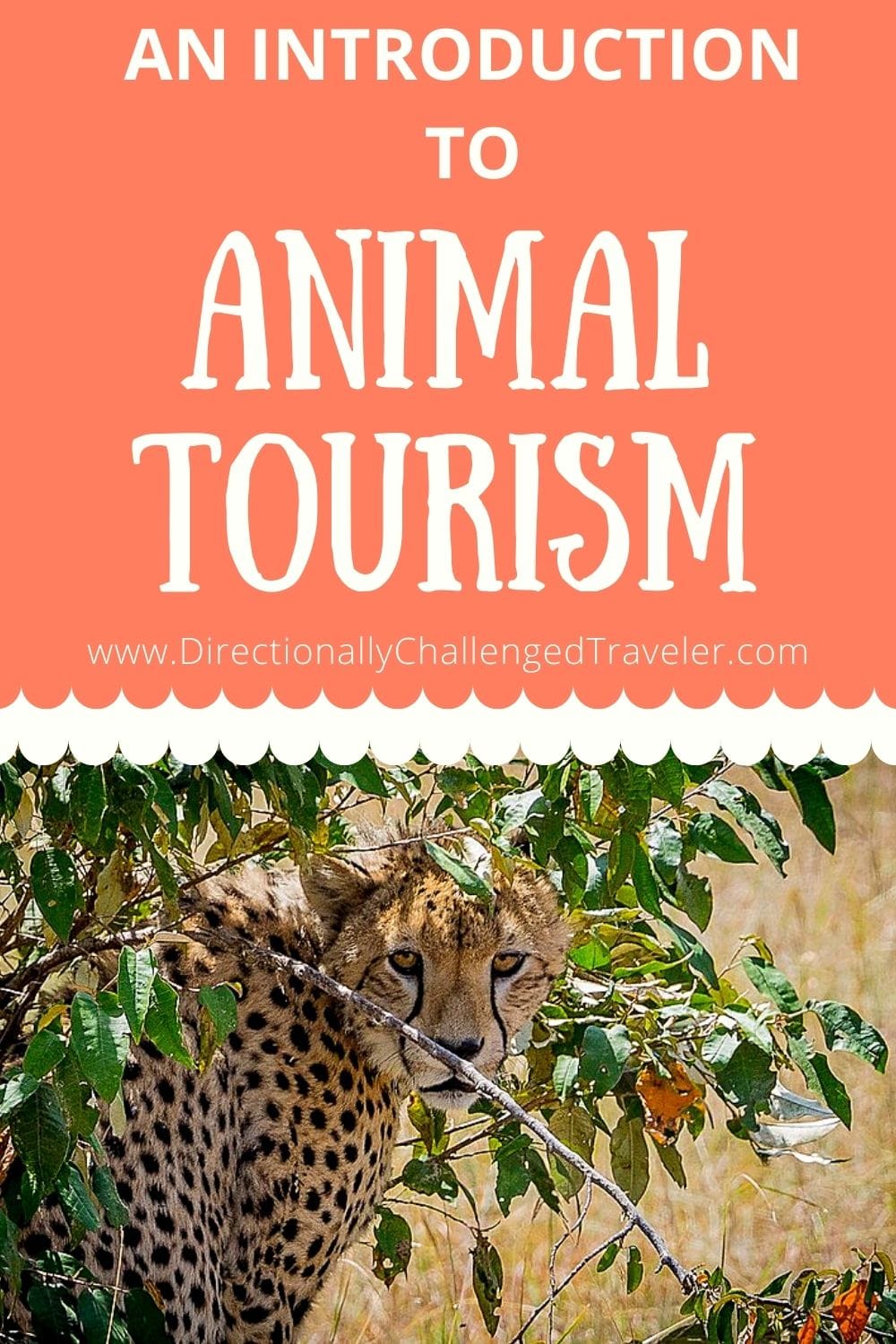 What is Animal Tourism? - Directionally Challenged Traveler