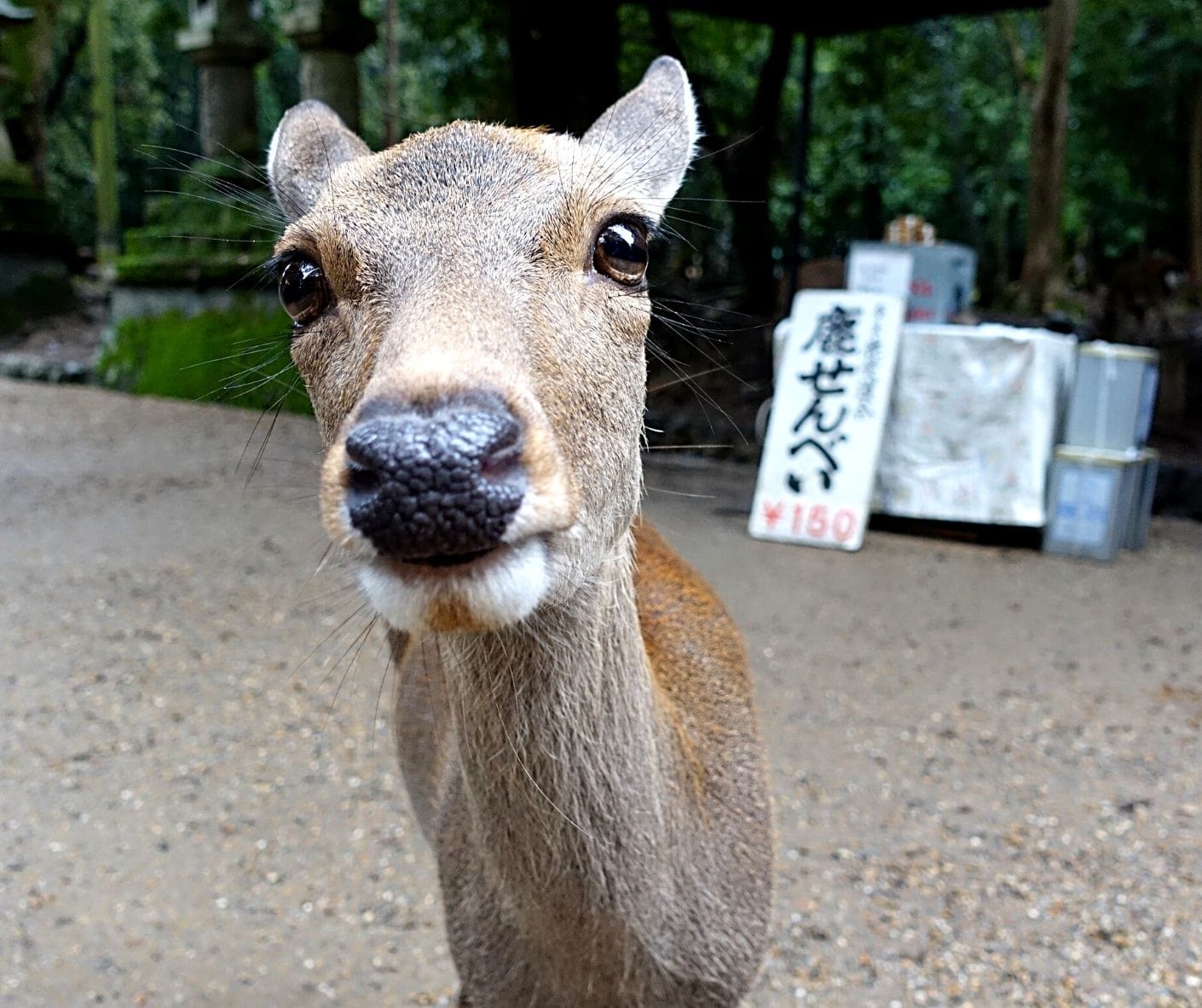 30+ Ethical Animal Encounters Around the World