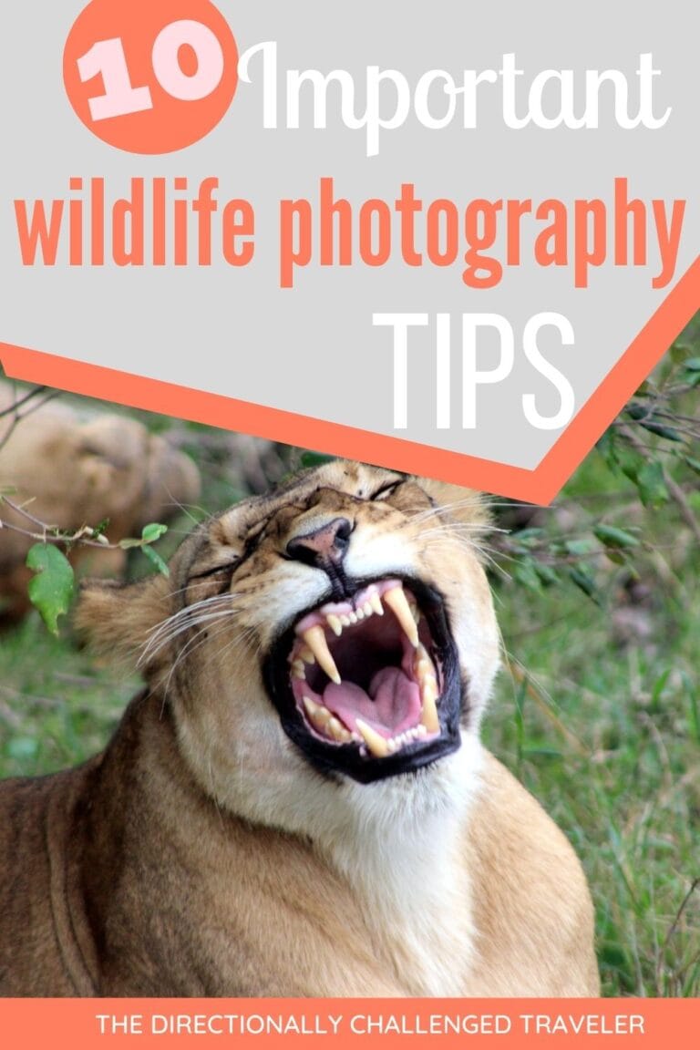 10 Simple Wildlife Photography Tips for Beginners