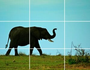 10 Simple Wildlife Photography Tips for Beginners