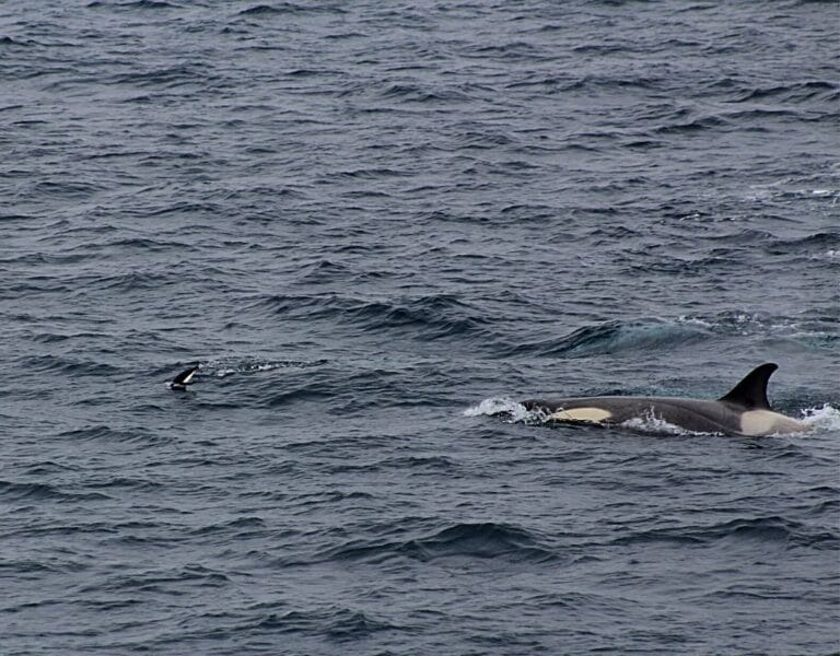 10 Simple Wildlife Photography Tips for Beginners