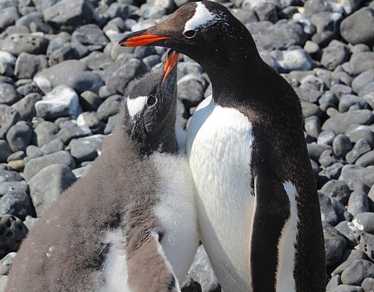 10 Simple Wildlife Photography Tips for Beginners