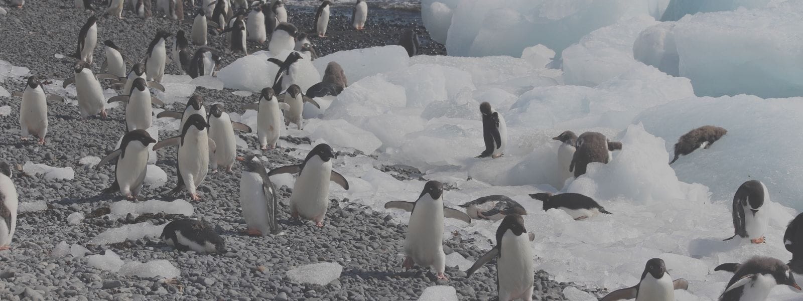 Walk with Penguins in Antarctica
