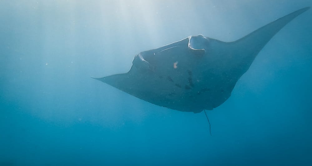 Underwater Manta Ray Spotting in Bali