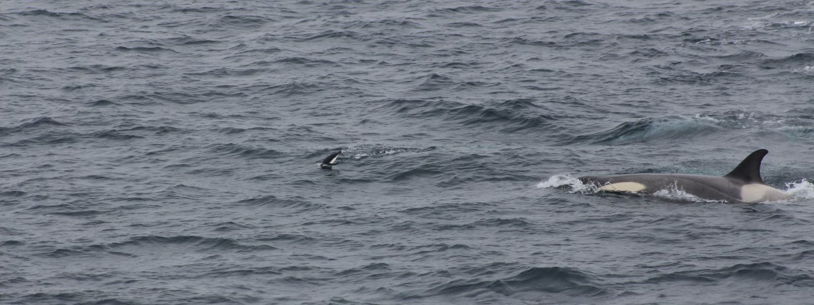 10 Cruel Animal Encounters to Avoid