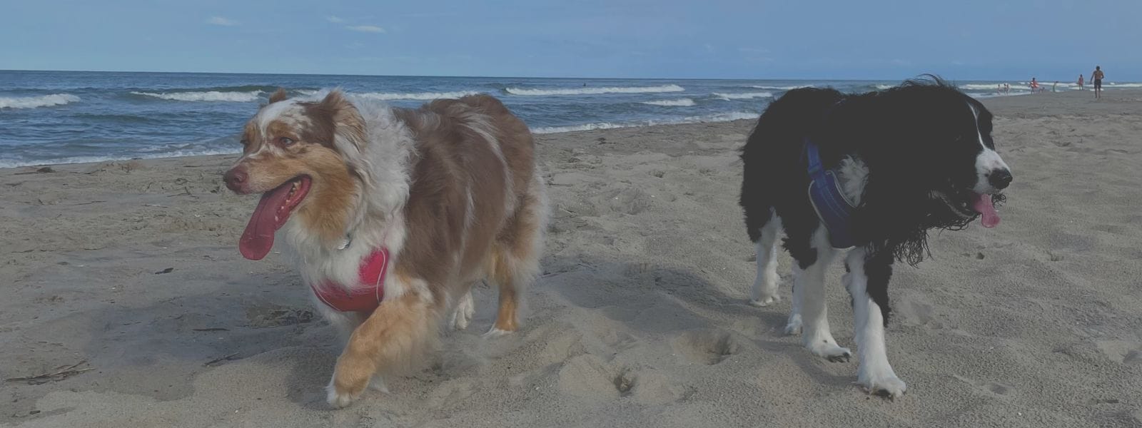 Volunteering with Dogs in Maui, Hawaii