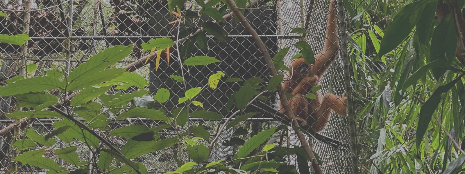 Visiting Gibbon Rehabilitation Project in Thailand