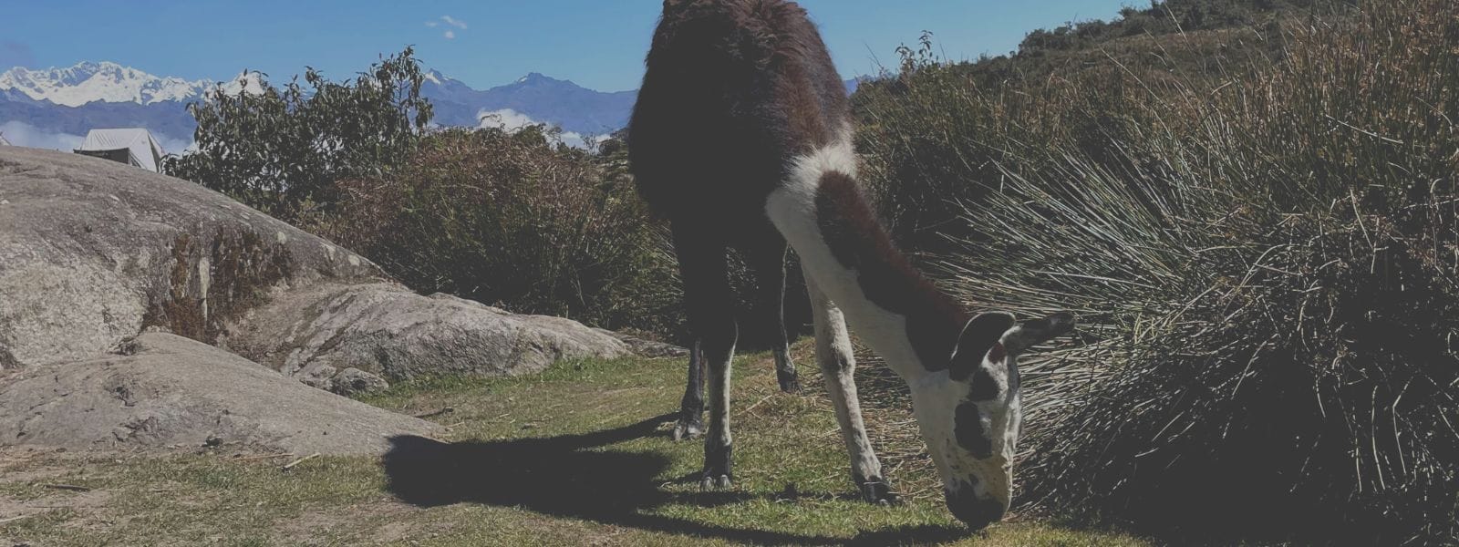 Spotting Llamas on the Inca Trail