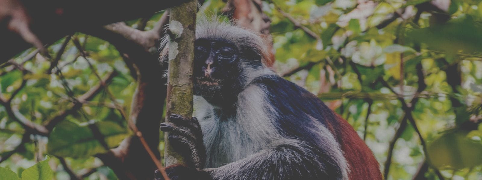 Spotting Red Colobus Monkeys in Zanzibar