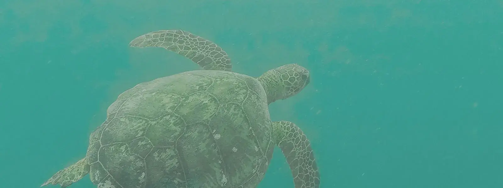 Turtle Sea Scooter Safari, Cook Islands