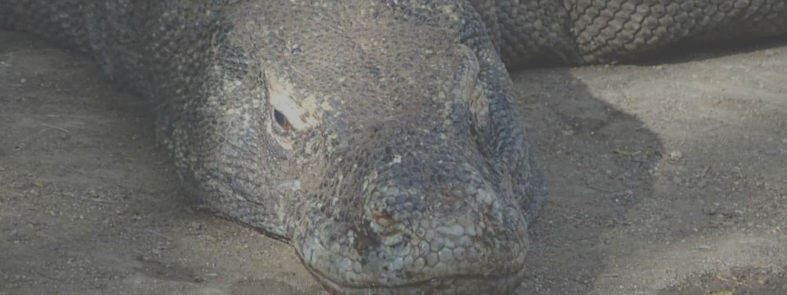 Seeing Komodo Dragons Up Close