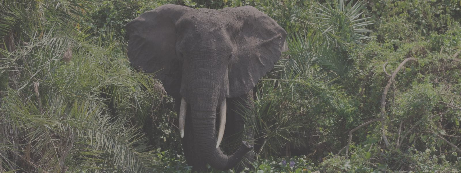 15 Fun Facts About Uganda that'll inspire you to visit!